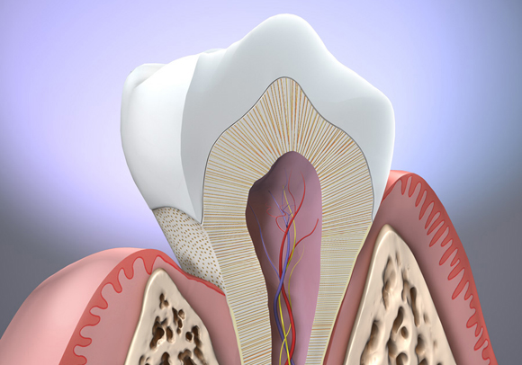 Tooth_Anatomy_Overview - epoe.gr